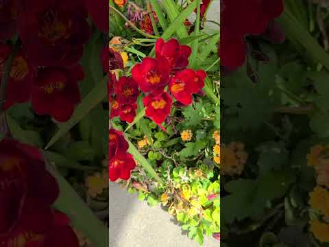 Flowers at Mom's house - Freesia - Purple Ice plant ...