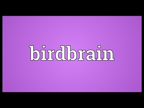 Birdbrain Meaning