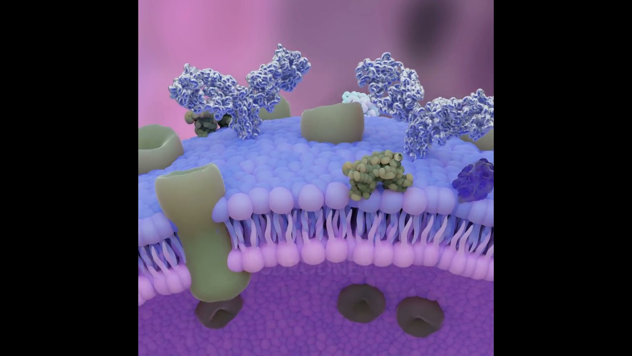 cell membrane receptors