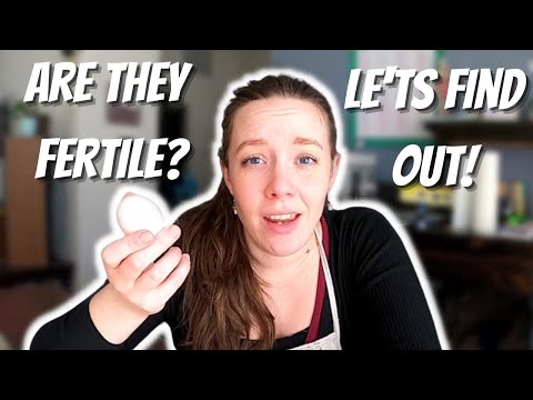 Identifying Fertile Eggs | Chicken Husbandry Series