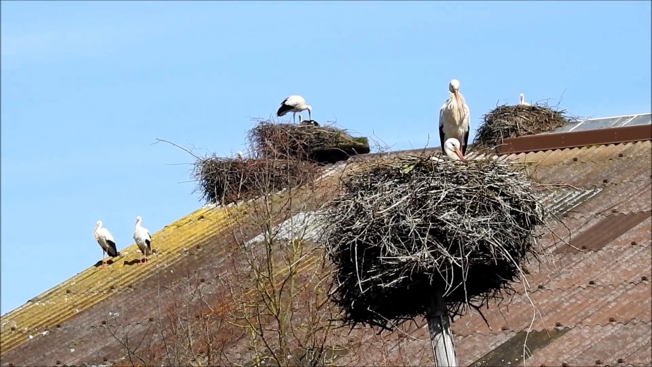Storks at Murimoos Working Farm and Visitor Attraction