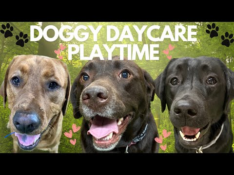 Doggy Daycare Playtime - Dog TV