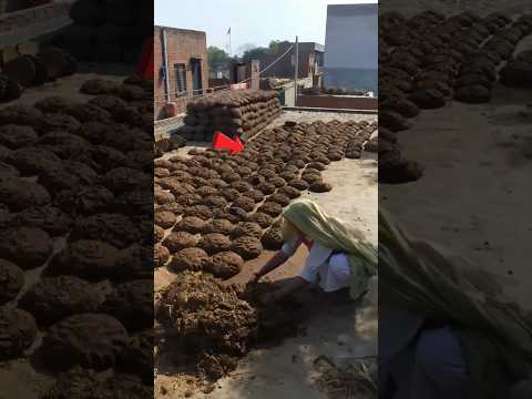 How are cowdung cakes made with tools 🙄