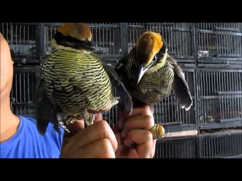 Why Indonesia is the best place for Wildlife?