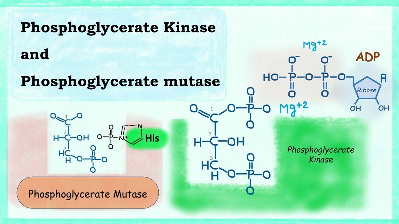 phosphoglycerate kinase and phosphoglycerate mutase