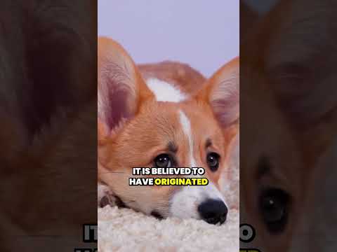 The Two Types of Corgis Pembroke vs Cardigan #corgi #dogcoach #dogtraining #doglove #dogshorts