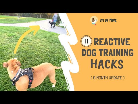 11 Reactive Dog Training Hacks: Walking a Dog Who Barks & Lunges