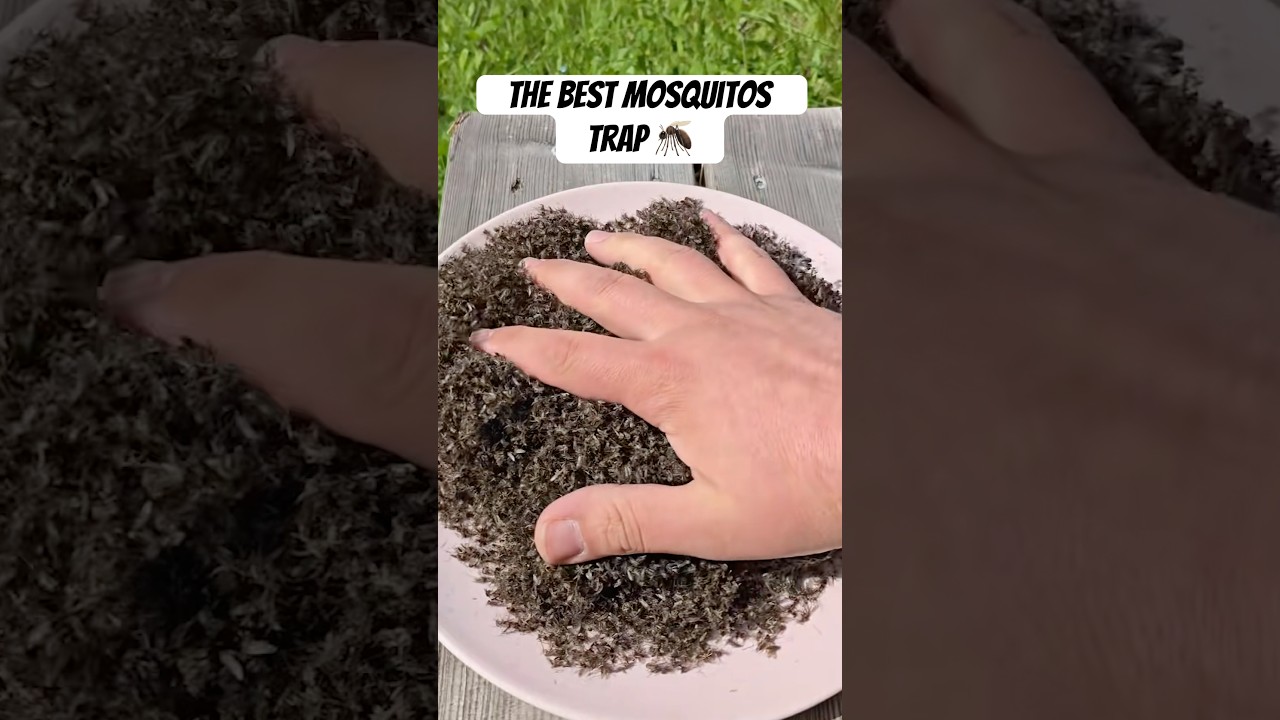 The Best Mosquito Trap Ever!