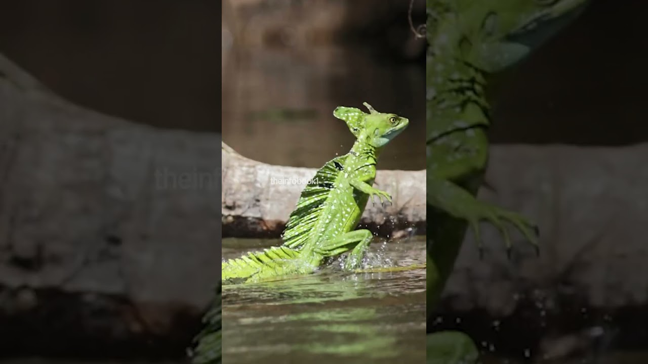Basilisk Lizard | This Lizard Can Walk On Water #shorts