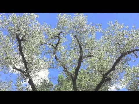 White Poplar For Sale Online $1.80