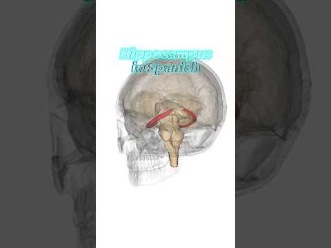 HIPPOCAMPUS in SPANISH | Excel in Medical Consecutive Interpretation - Expand your work vocabulary