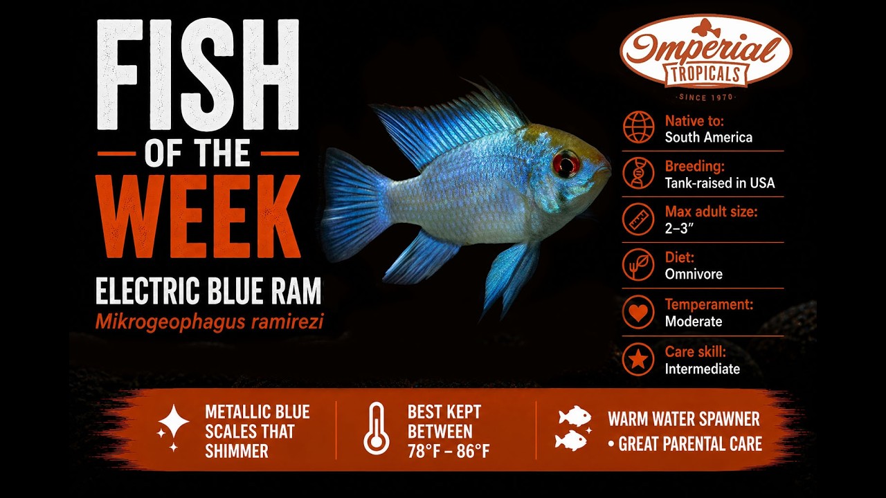 ⚡ Fish of the Week: Electric Blue Rams (Mikrogeophagus ramirezi) 💯❤️