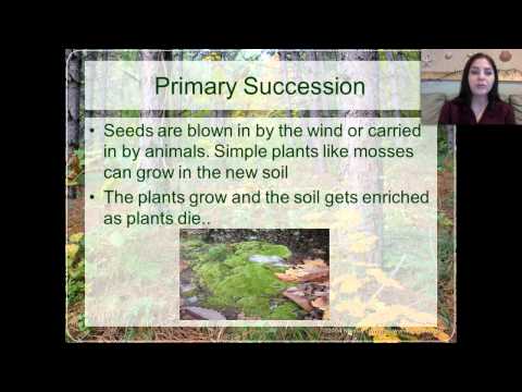 Ecological Succession Part 1: Primary succession