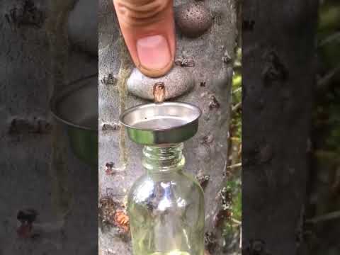 Balsam fir resin harvest #shorts #gardener