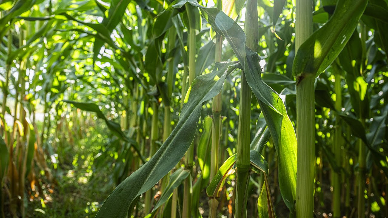 American Farmer: 