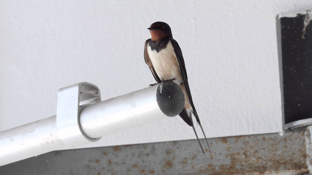 Singing Swallow