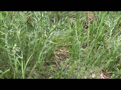 Noxious or Native? Leafy spurge (Euphoriba esula) & Western gromwell (Lithospermum ruderale)