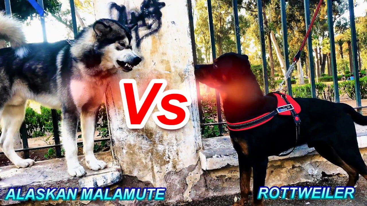 ATTACK ROTTWEILER vs ALASKAN MALAMUTE