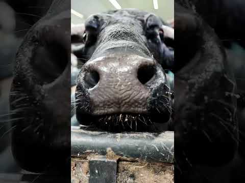 Bull booping π€