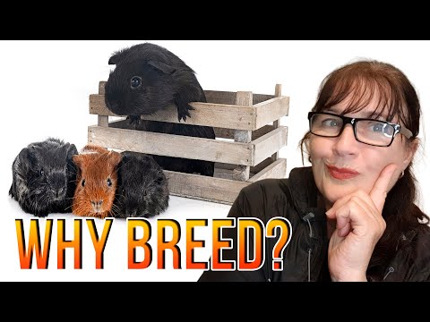 Guinea pig breeding - why breed - sharing my thoughts