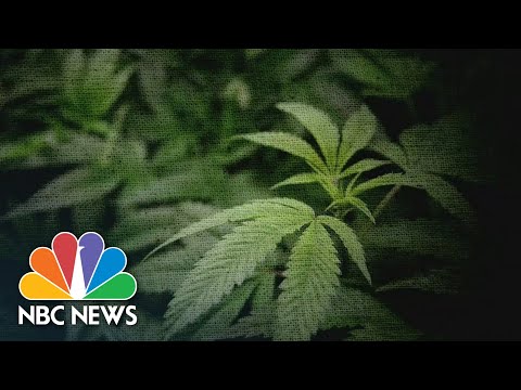 Dangers Of High Potency Cannabis For Teens