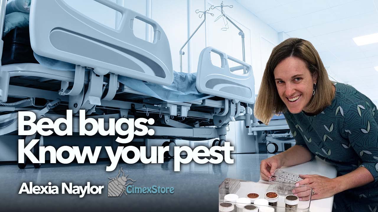 Bed Bugs: Know your pest