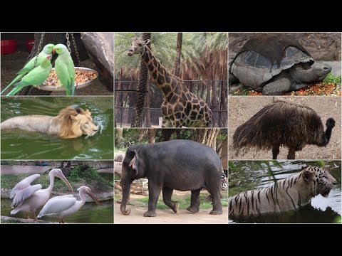 NEHRU ZOO HYDERABAD - HD Video - FULL Coverage || nehru zoological park