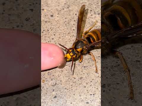 Attempting to Revive a Fading Hornet Queen with Honey