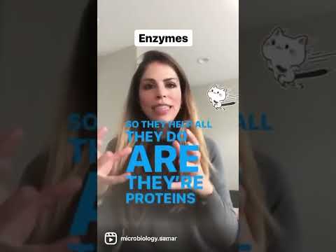 Enzymes are biological catalysts—they are proteins that speed up chemical reactions!