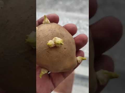 What Is Potato Reproduction - Rich- Farmer