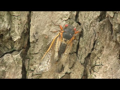 Bracing for Historic Cicada Awakening of 2024