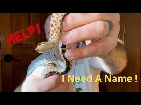Help Me Name My Pet Snake!