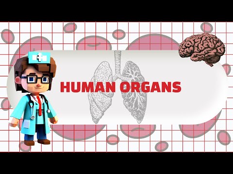 Buku Interaktif AR Organ Manusia | BITM2313a Proyek Interaksi Manusia-Komputer