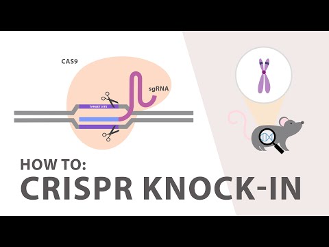 How to perform a CRISPR Knockin Experiment