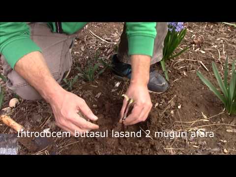 Plantare iasomie prin metoda Burrito. Jasmine planting by the Burrito method