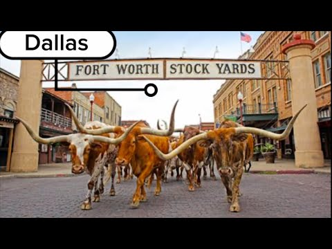 Fort Worth’s Daily Bulls Parade 🐂 | The Last True Cowboy Tradition in America