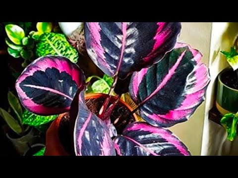 ornamental plants || purple plants || ornamental plants names with photos ???????????? ||