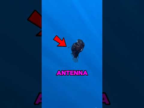 Anglerfish Actual Size Might Suprise You 😱