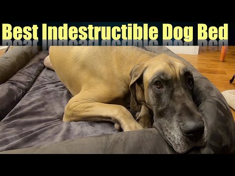 Indestructible Kuranda bed with bolster and pillow pad