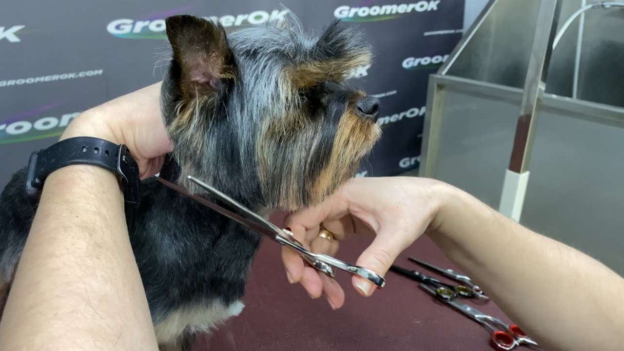 From Shaggy to Chic | The Best Yorkie Haircuts to Elevate Your Dog's Style
