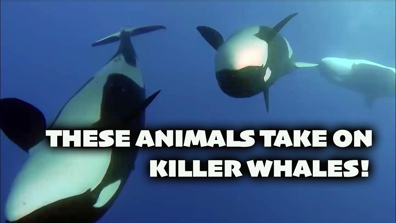 KILLER WHALES are SCARED  of this CREATURE .. what is it?