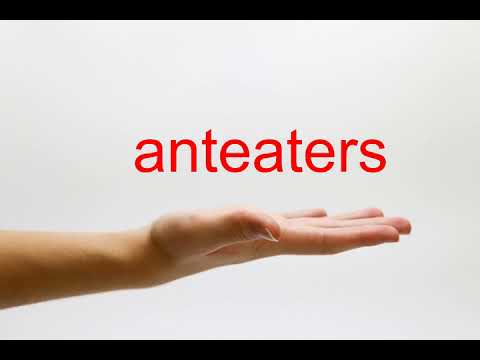 How to Pronounce anteaters - American English