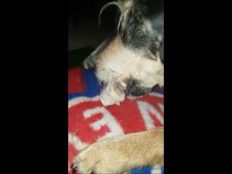 Krebs (Plattenepithelkarzinom) im Unterkiefer eines Hundes - erfolgreiche Therapie