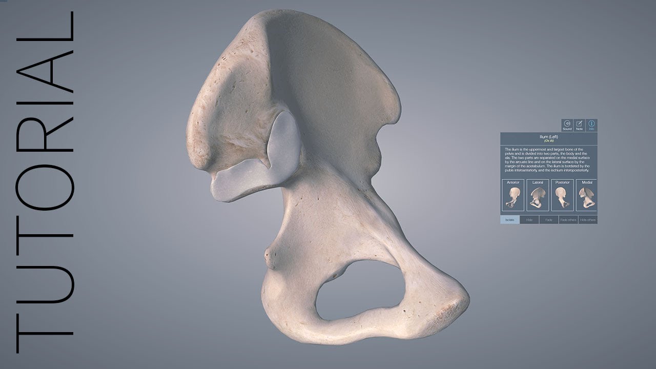 Isolating Structures - Essential Anatomy 5 Tutorial