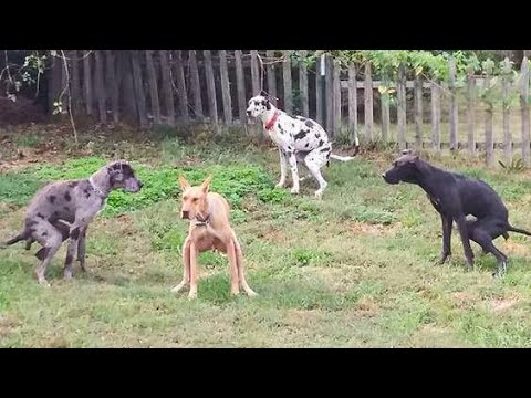 Try Not To Laugh Dogs And Cats ๐ - Funniest Animals Video 2023๐ง #Ever1