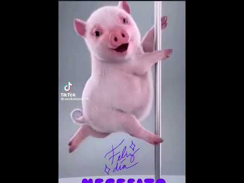 El Cerdito Bailarín mueve el tubo y demuestra que es muy bueno en esto. (Quiero café con pan)