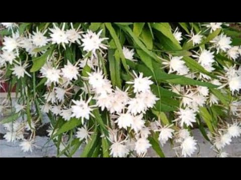 Tips for making Wijaya Kusuma flowers lush quickly and bloom a lot