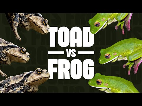Toad VS Frog | What's The Difference?