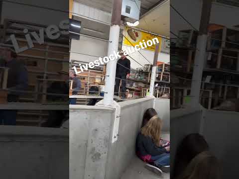 At the livestock auction with domaleskis ranch