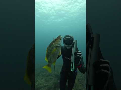 High Tech Hawaiian Sling Spearfishing for Snapper! #spearfishing #fishing